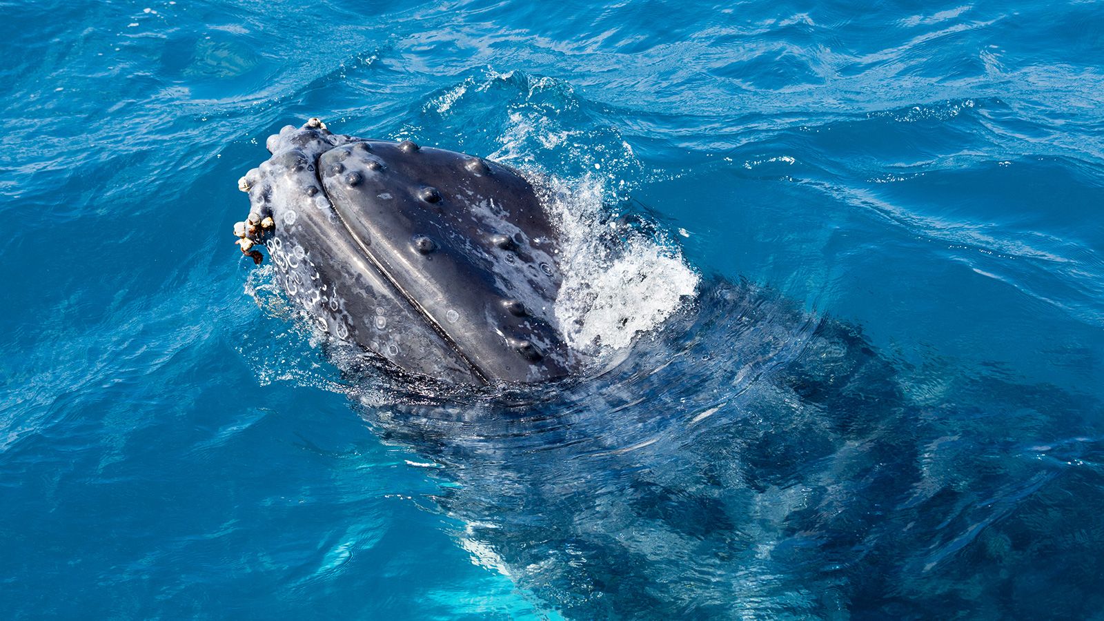 Incredible sea animal rescues